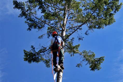 PureSafety On Demand Tree Trimming Safety US