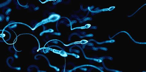 The Biggest Sperm Come In The Smallest Packages And Other Odd Facts About Male Sex Cells
