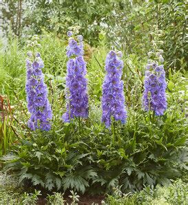 Delgenius™ Neva Larkspur Delphinium X Hybridus Proven Winners