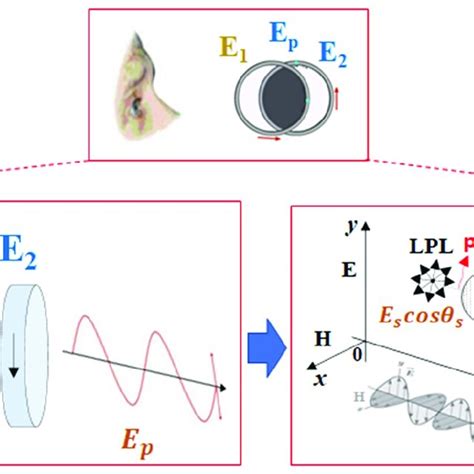 Analysis Of Specular Removal Though The Linear Polarized Filtering