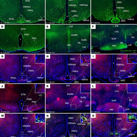 Verification Of Expected Cre Recombinase Activity Within Download Scientific Diagram