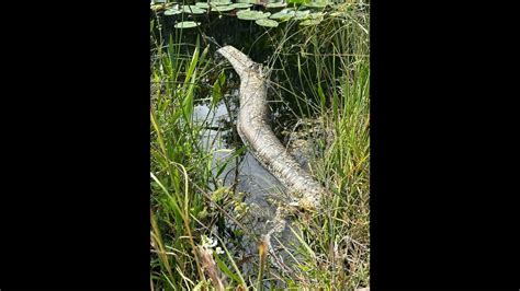 Alligator Drags Python By Tourist In Everglades Video Shows Miami Herald