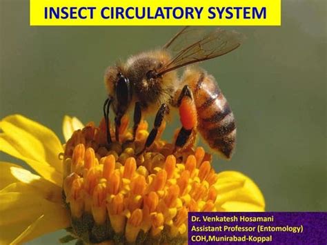 Circulatorysystemininsects Pptpptx