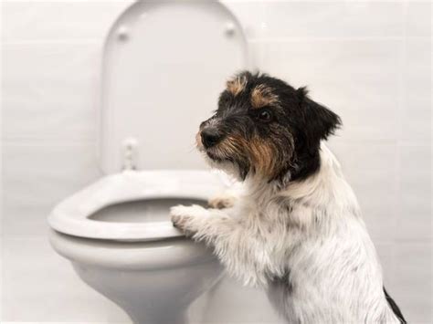 Nauseous Vs Nauseated Which Can I Feel Merriam Webster