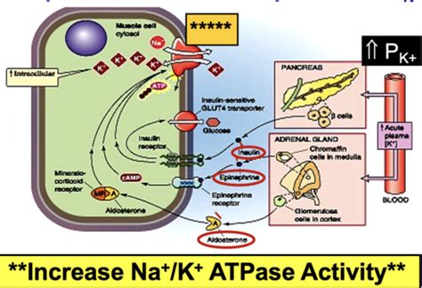 Regulation Of Potassium Balance Renal Lecture 6 Flashcards Quizlet