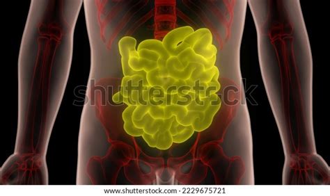 인간의 소화기관 소화기관 해부학 3d 스톡 일러스트 2229675721 Shutterstock