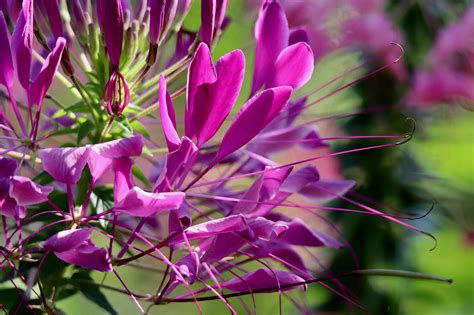 Spider Flower Plant Free Photo On Pixabay