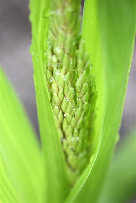 Tassels And Silks The Beautiful Anatomy Of A Corn Plant Perennial