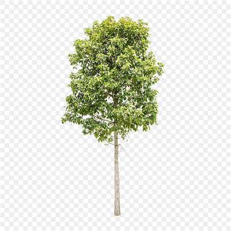 Arbre Vert Isol Sur Fond Transparent Png Psd Premium The Best Porn