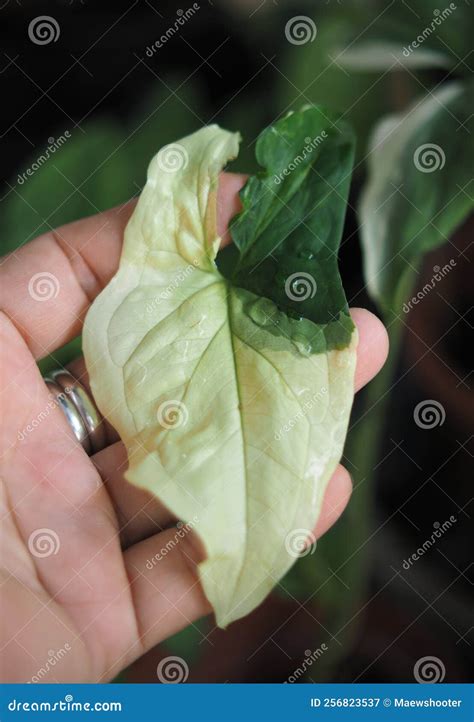 Plants Variegated Colorfull And Specail Leafe Variegated Stock Image