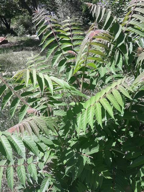 Айлант высочайший (100 фото) » НА ДАЧЕ ФОТО