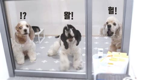여행 다녀온 엄마를 3일만에 본 강아지 코카스파니엘 3형제 Youtube