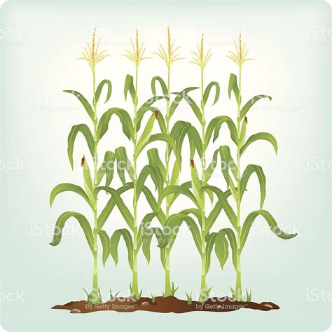 How To Draw A Corn Field Drawing Word Searches