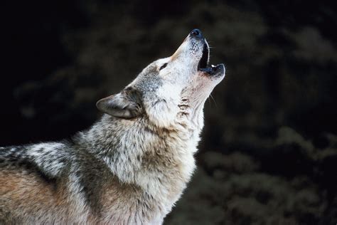 Watch Wolf Howl At Sky In Epic Footage As Wild As They Come Newsweek