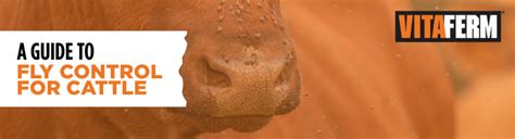 A Guide To Fly Control For Cattle Vitaferm
