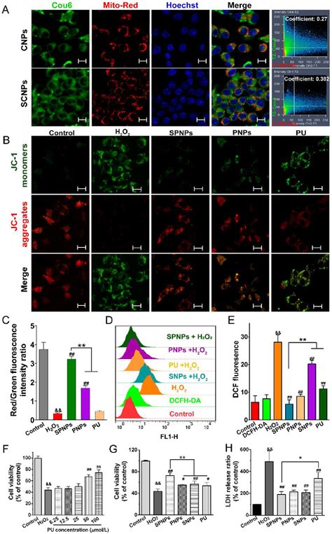 Figure 1 From Mitochondrial Targeted And Ros Responsive Nanocarrier Via Nose To Brain Pathway