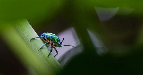 Looping Defaultdict In Templates A Long Standing Bug In Django