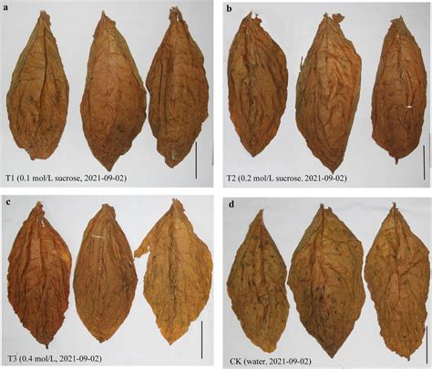 The Appearance Of Tobacco Leaves Under Different Treatments At The End Download Scientific