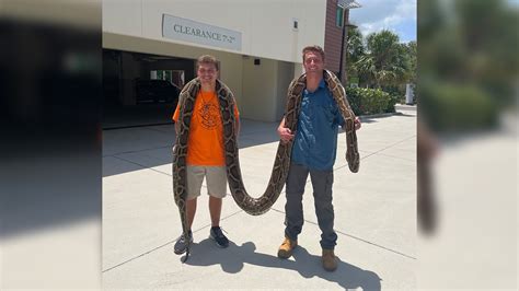‘the True Florida Experience Friends Capture Longest Python Ever