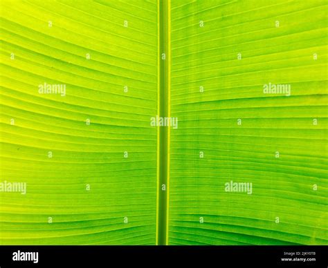 The Structure Of A Large Leaf Of A Southern Plant Palm Leaf Rays Leaf