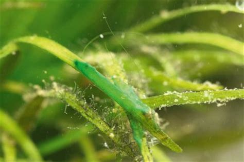 Algae Prevention In Your Planted Tank Practical Fishkeeping