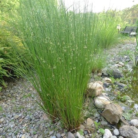 Juncus Effusus Plants Pond Plants Australian Native Garden