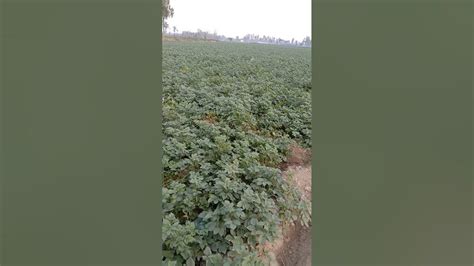 গ্রামের সৌন্দর্যতে রয়েছে অফুরন্ত সুখ 😊 Naturelovers Viralvideo Nature Youtube