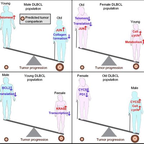 Schematic Of DLBCL Growth Differences Associated With Age And Sex Download Scientific Diagram