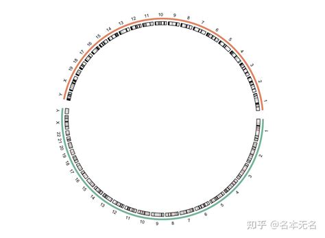 R 数据可视化 —— Circlize 基因组初始化 知乎