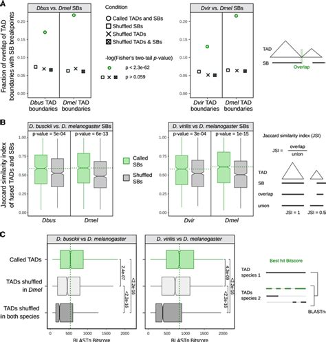 Tad Boundaries Correlate Significantly With Synteny Block Breakpoints Download Scientific