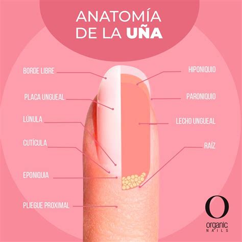 Anatomía De Una Uña Anatomía De La Uña