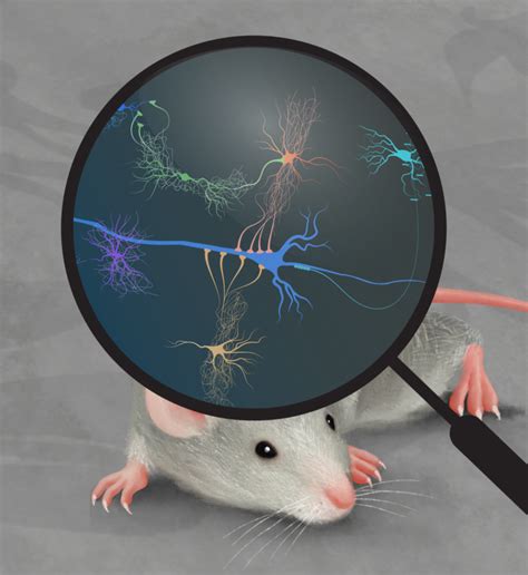 Cortical Circuits And Interneurons Kepecs Lab Reverse Engineering