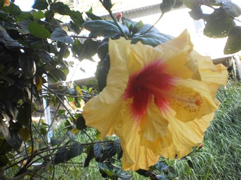 Abdul Aziz Abdul Razak Taman Bunga Cameron Highland