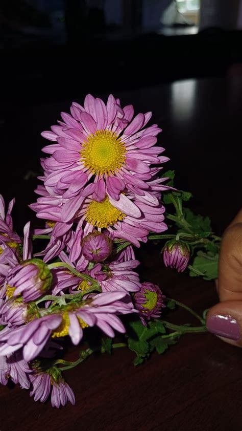 ყვავილების ყიდვა გაყიდვა გაცვლა ქუთაისში