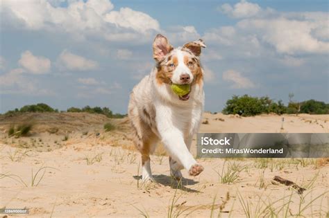 화창한 날에 야외에서 공을 들고 카메라를 향해 달리는 호주 셰퍼드 0명에 대한 스톡 사진 및 기타 이미지 0명 가축 개 Istock