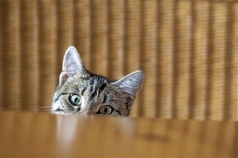 Why Do Cats Knock Things Over