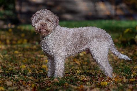 Lagotto Romagnolo Zucht Menden Italienische Wasserhunde Aus Dem Sauerland