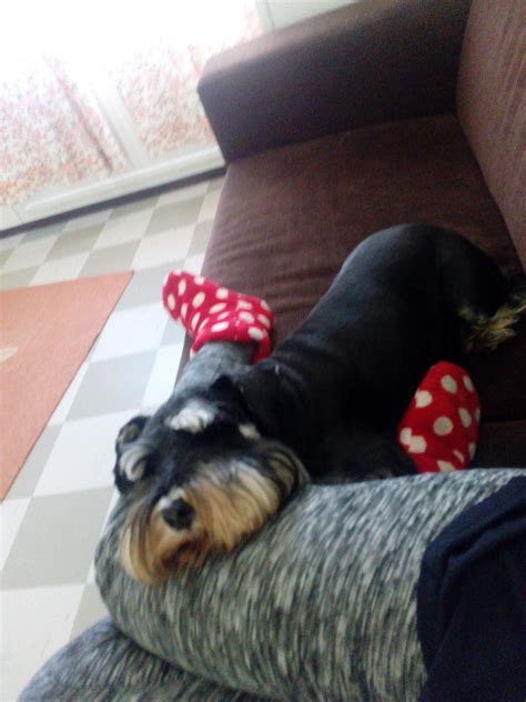 Elmo Sleeping By Vergailes On Deviantart