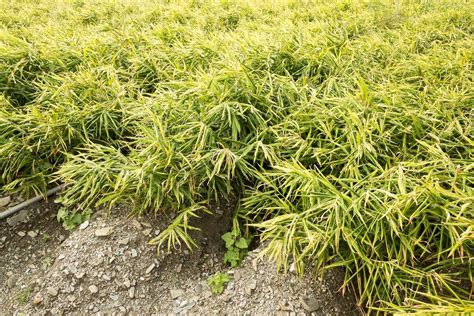 როგორ გავზარდოთ ჯანჯაფილი ფანჯრის რაფაზე და ბაღში