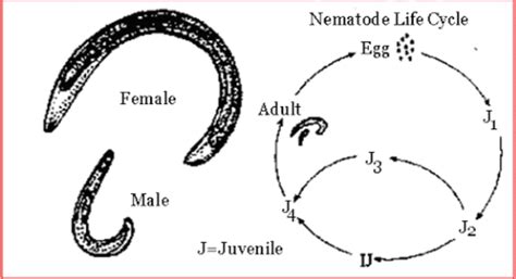 Solved 1name The Four Types Of Nematode Eggs And Describe
