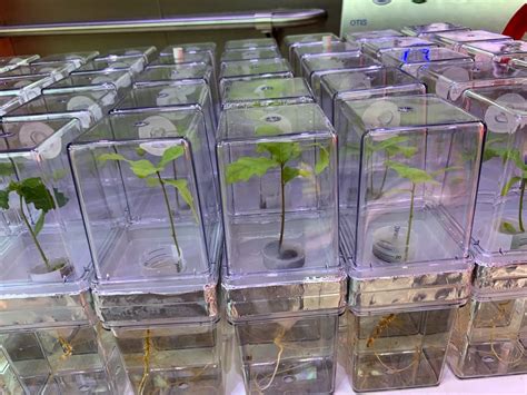 Experimental Evidence Of Microbial Inheritance In Plants And