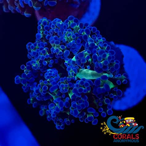 Blue Tip Yellow Green Mouth Branching Frogspawn Corals Anonymous