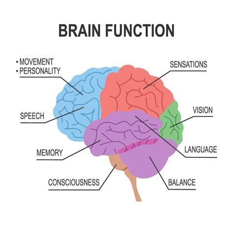 Brain Function Diagram Infographic In Flat Design On White Background