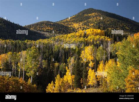 Quaking Aspen Trees In Fall Colors In The Manti La Sal National Forest