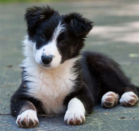 How To Identify A Border Collie Puppy At Jake Woolley Blog