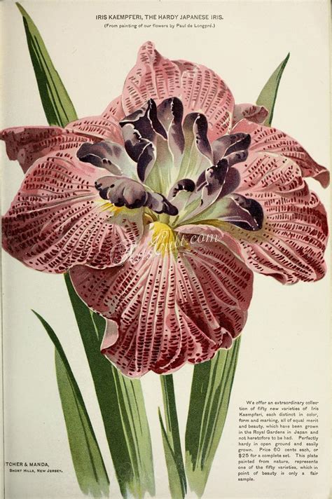Seeds Catalogs 03218 039 Iris Kaempferi Japanese Iris Botanical Art Botanical Prints