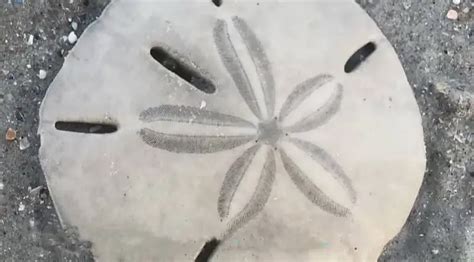 How To Find Sand Dollars Easily On The Beaches 8 Expert Bonus Tips