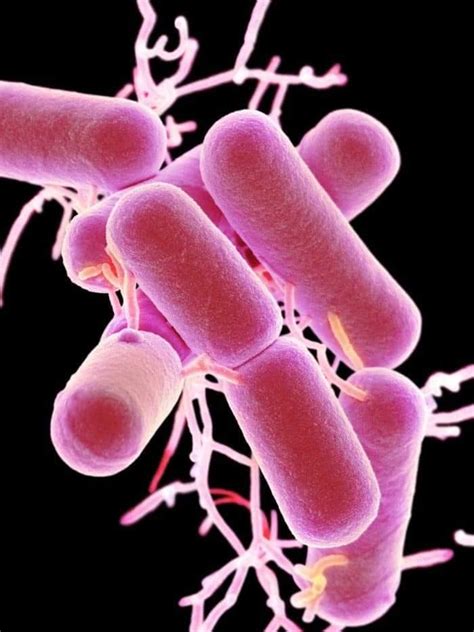 Body Part Doderleins Bacillus Is A Large Gram Positive Facebook