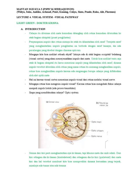 Lecture 4 Visual System Visual Pathway Pdf