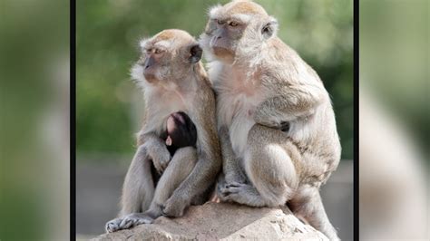 43 Primates On The Loose In South Carolina Town After Escaping From